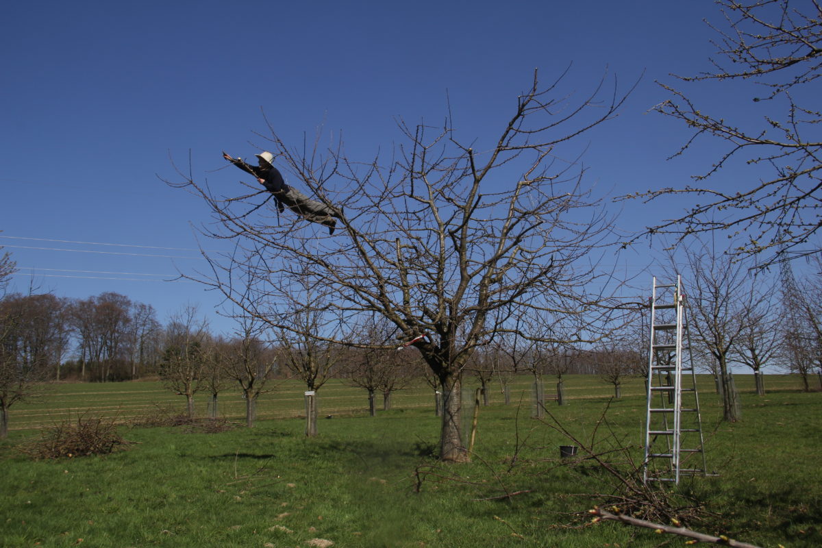 Obstbaumpflege und Veredelung - Fabian Schön